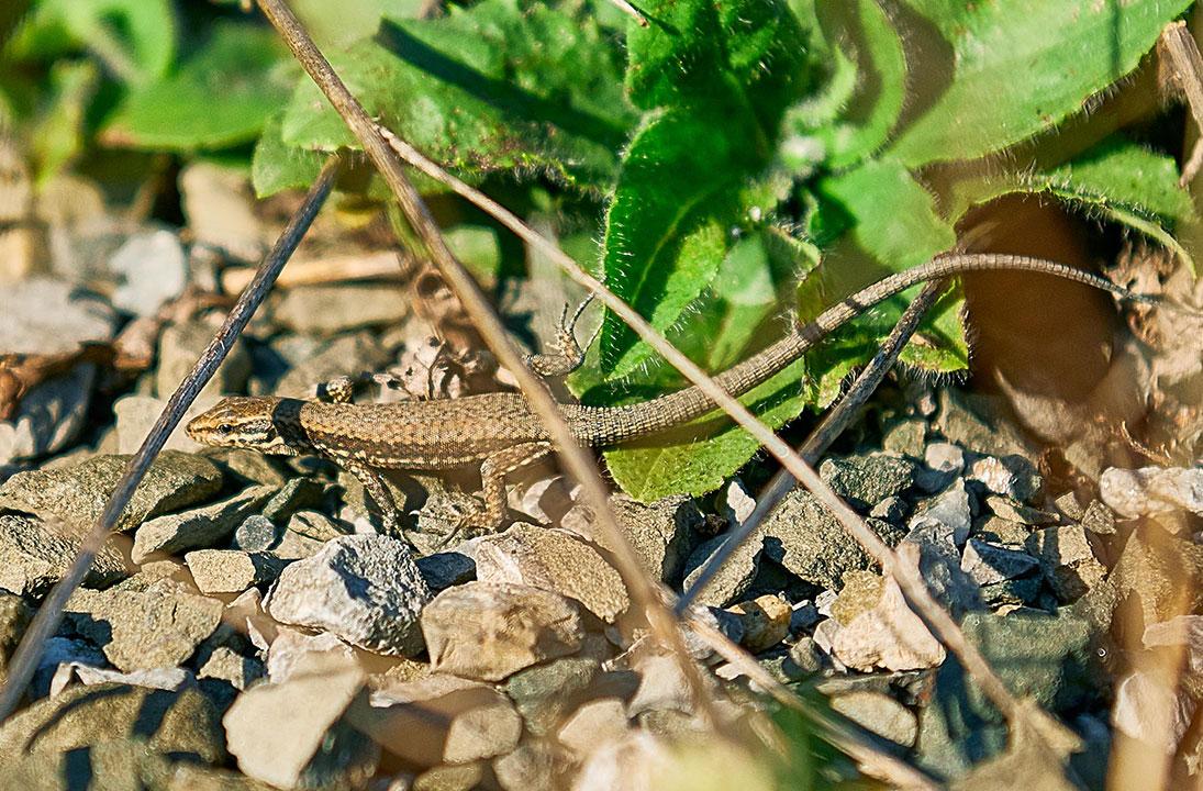 Green Terminals - ÖBB-Infrastruktur AG